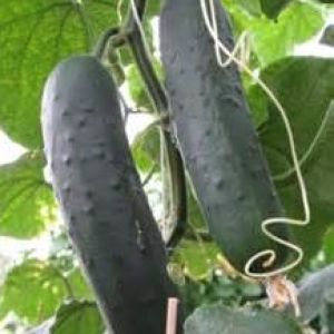 Nos fruits et légumes | Le Potager de Diane